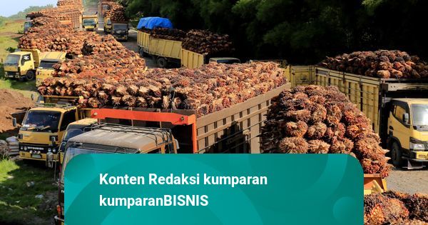 Pemerintah Kenakan Pungutan Ekspor CPO 10 Persen untuk Juni 2025 | kumparan.com
